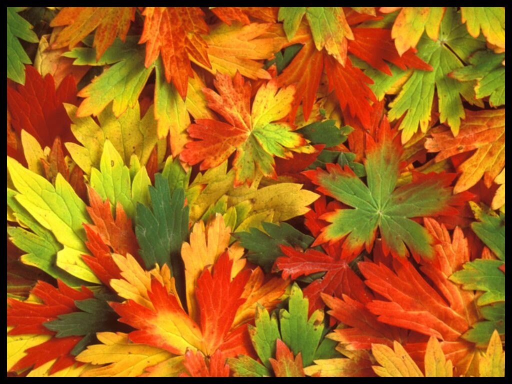 couleurs d automne feuilles - Page 3